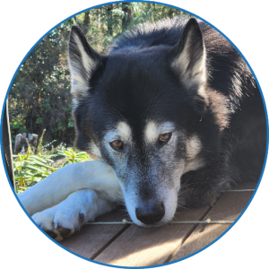 Animal Ally Mobile Veterinary Care