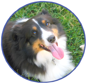 Animal Ally Mobile Veterinary Care