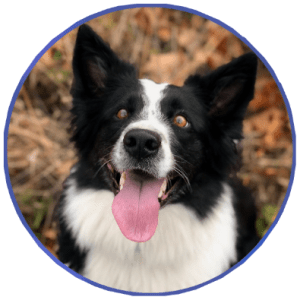 Animal Ally Mobile Veterinary Care