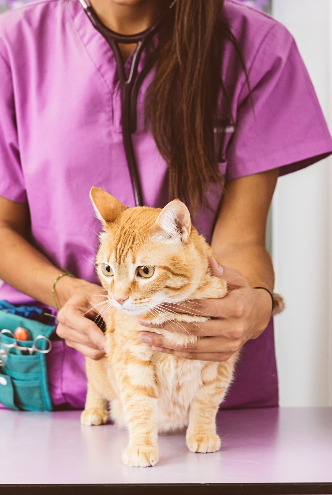 Working Home – Animal Ally Mobile Veterinary Care